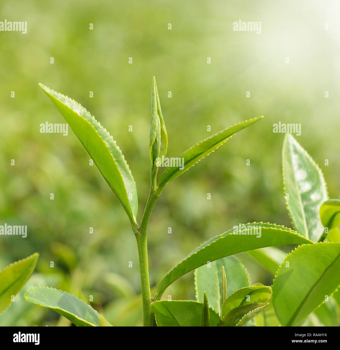 Tea leaves at a plantation in the beams of sunlight brackground Stock ...