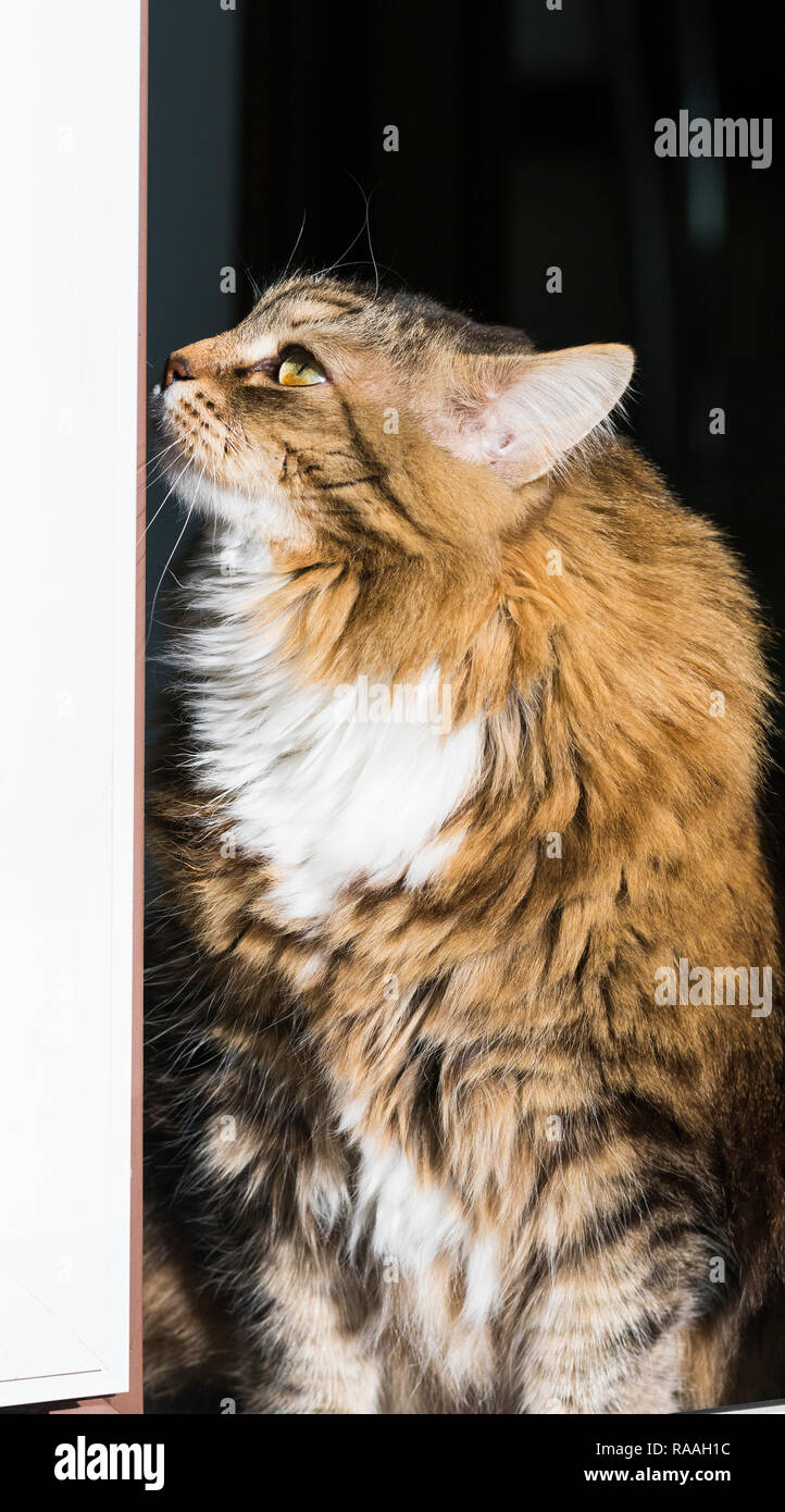 Purebred siberian cat of livestock, long haired hypoallergenic kitten ...