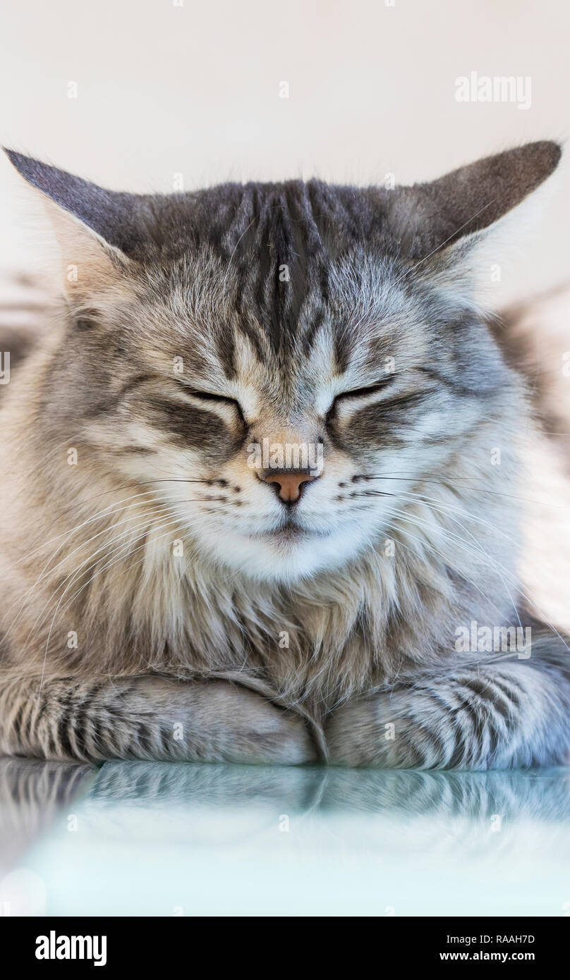 Wonderful siberian cat of livestock, long haired hypoallergenic kitten ...