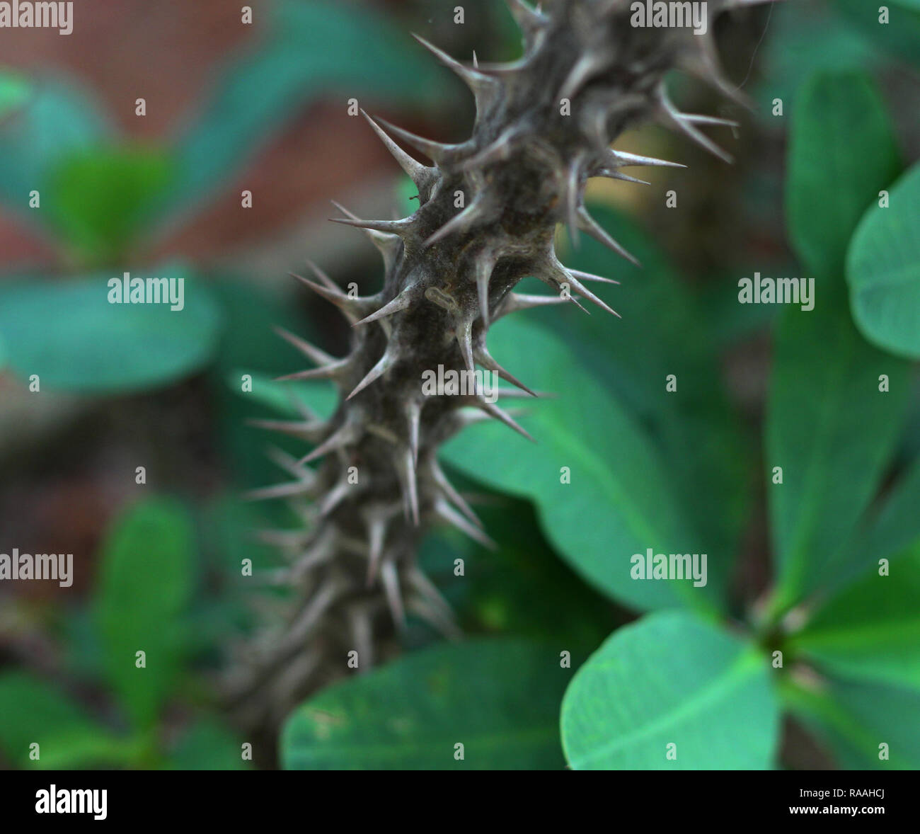 Africa Acacia Tree Bark High Resolution Stock Photography and Images ...
