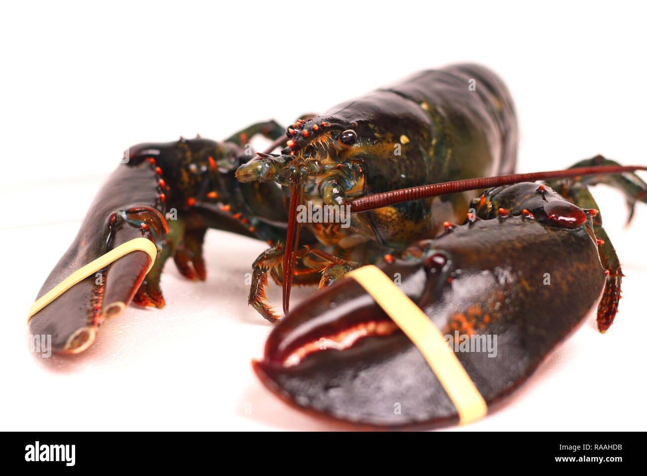 Rock lobster hi-res stock photography and images - Alamy