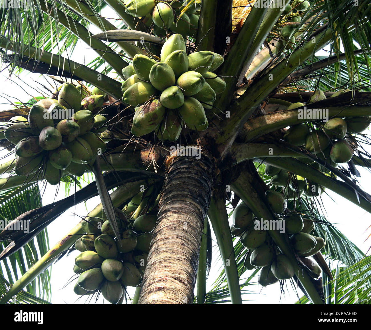 coconut in a tree Stock Photo - Alamy