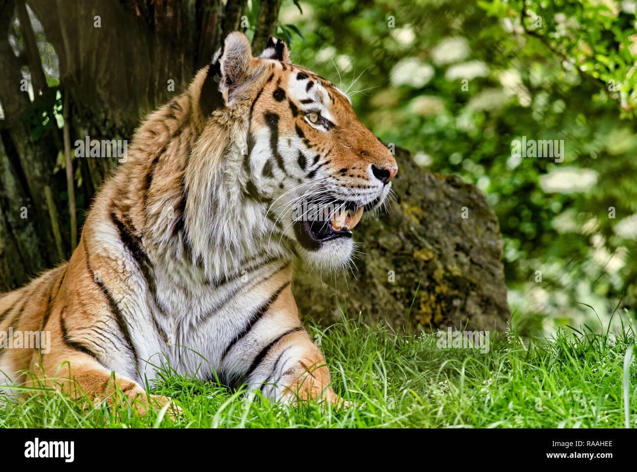 Face panting hi-res stock photography and images - Alamy