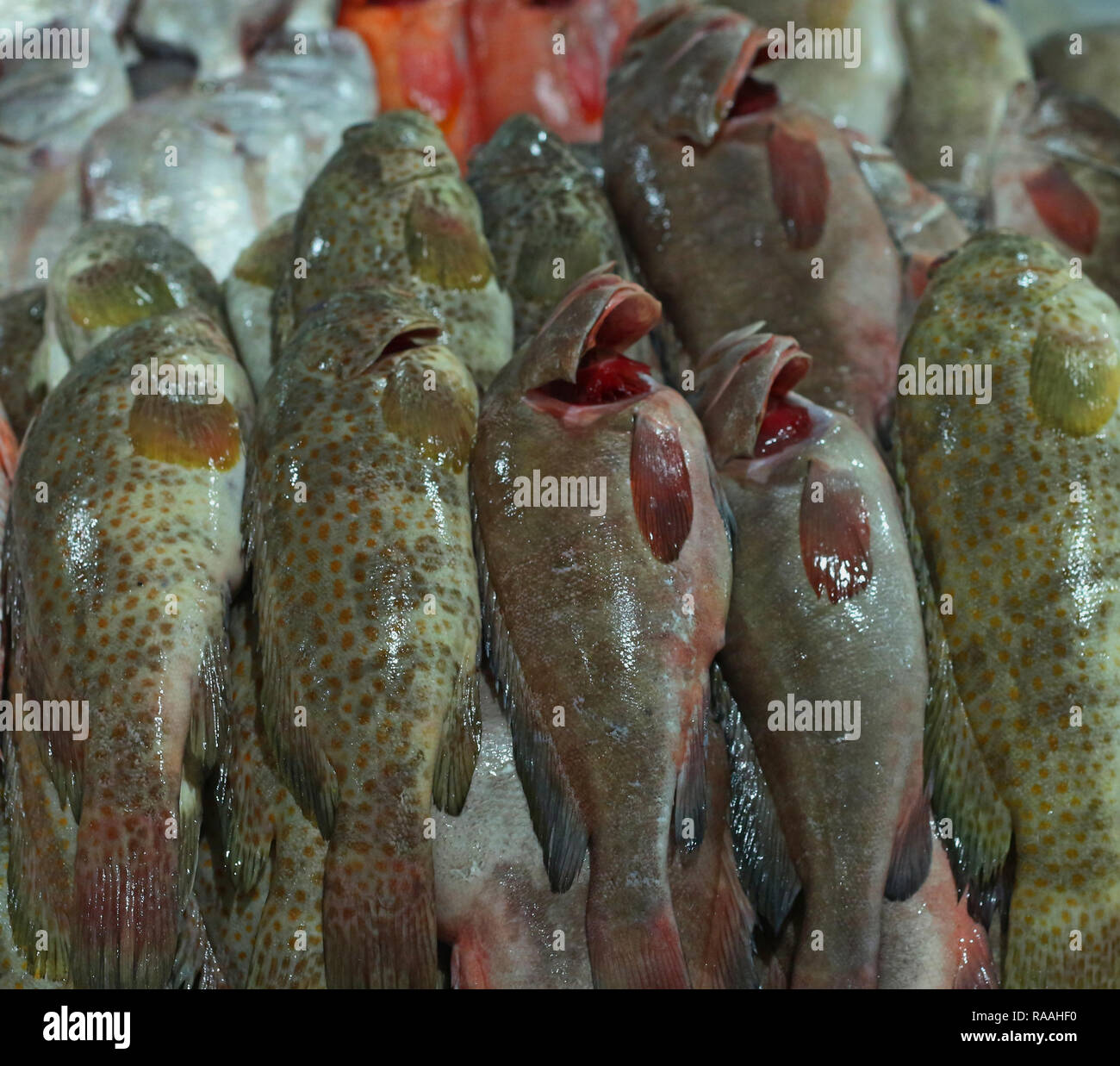 Hamour fish hi-res stock photography and images - Alamy