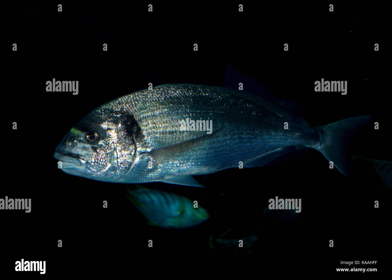 Sherry fish hi-res stock photography and images - Alamy