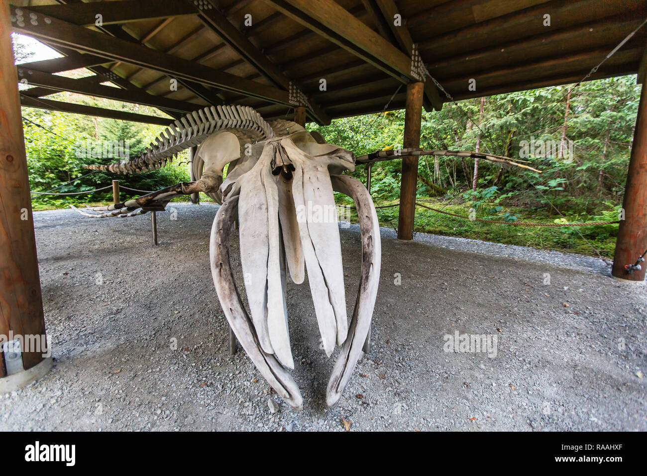 Skeleton humpback whale hi-res stock photography and images - Alamy