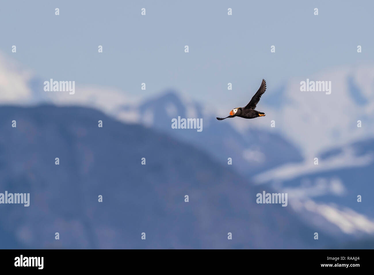 Puffin flying hi-res stock photography and images - Alamy