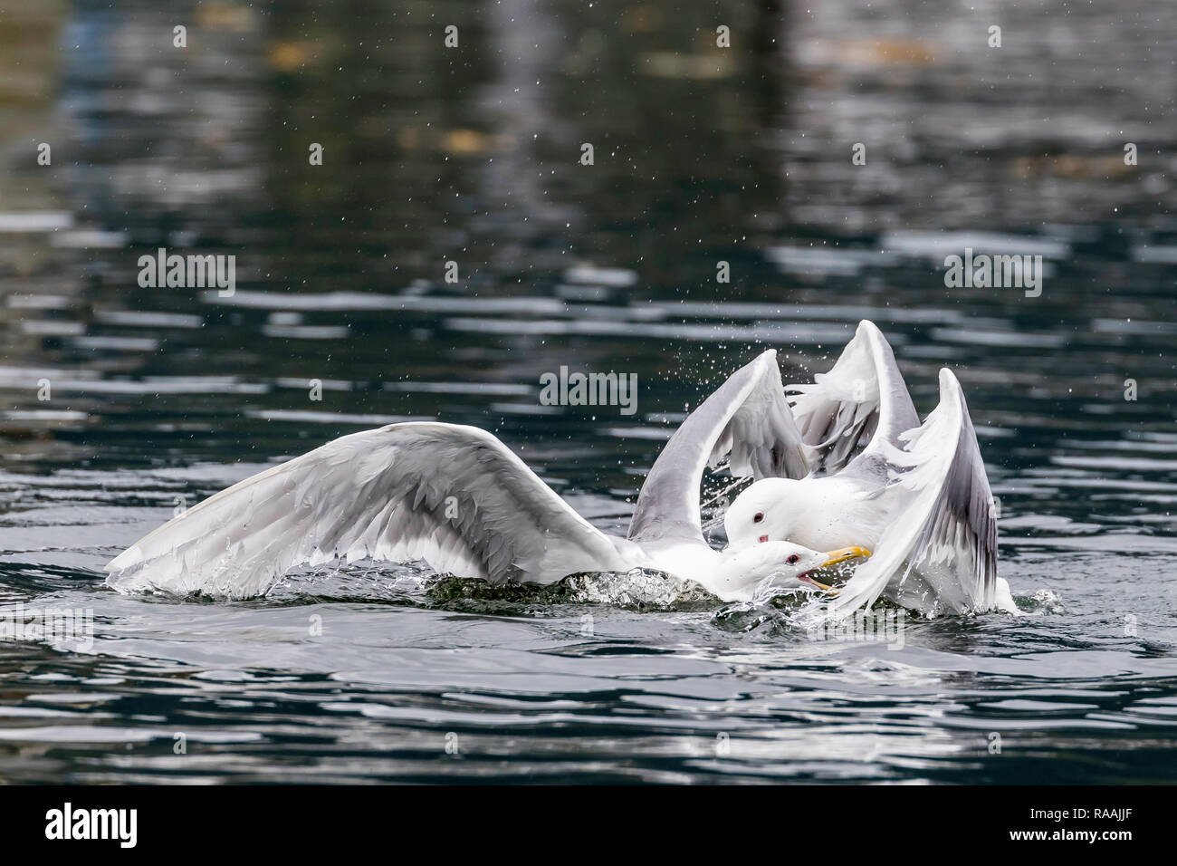 Glaucous-winged gulls, Larus glaucescens, fighting over food near ...
