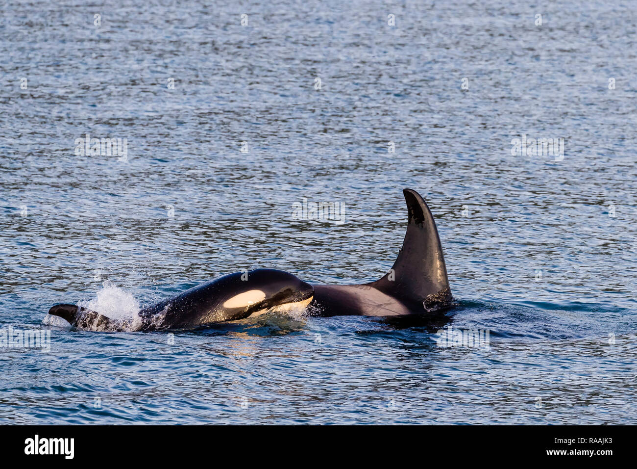 Mother and calf killer whale, Orcinus orca, surfacing near Point ...