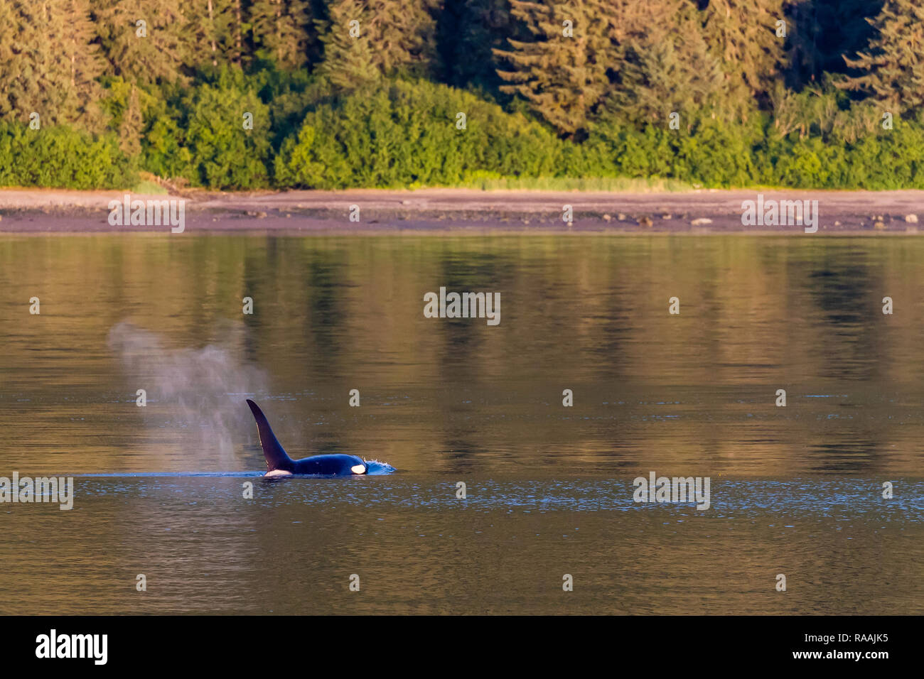 Adult bull killer whale, Orcinus orca, surfacing near Point Adolphus ...