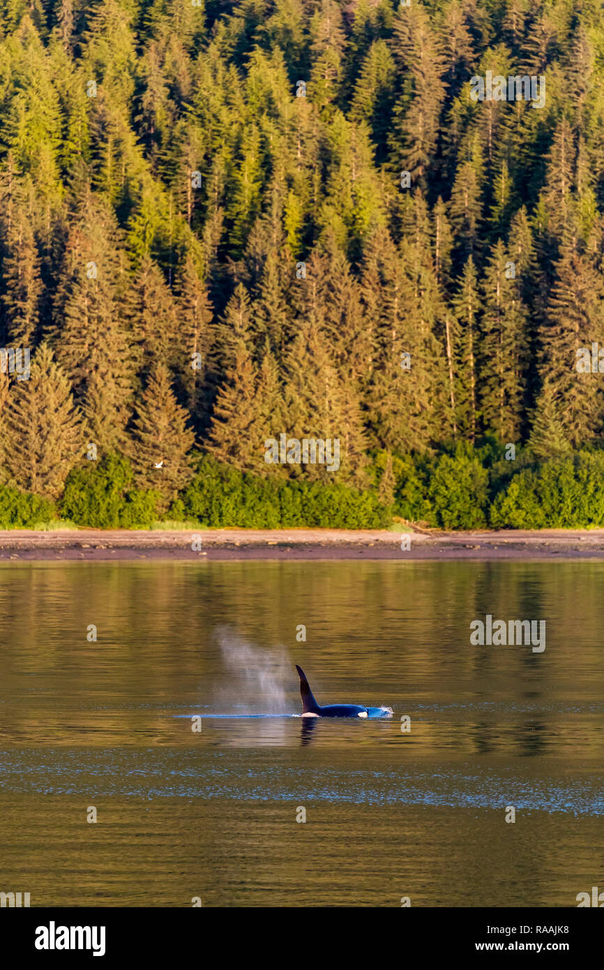 Adult bull killer whale, Orcinus orca, surfacing near Point Adolphus ...