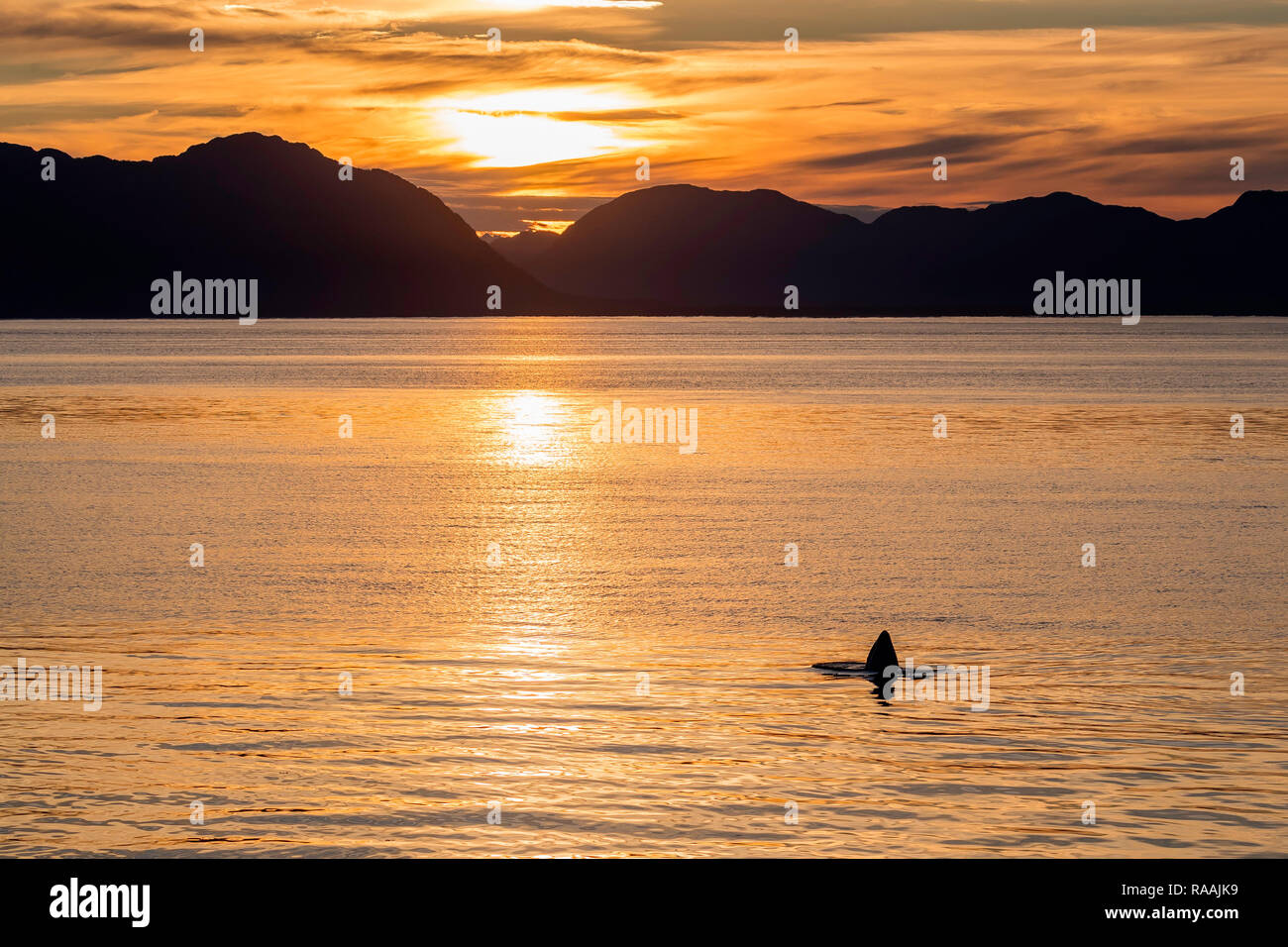 Killer whale, Orcinus orca, spy-hopping at sunset near Point Adolphus ...