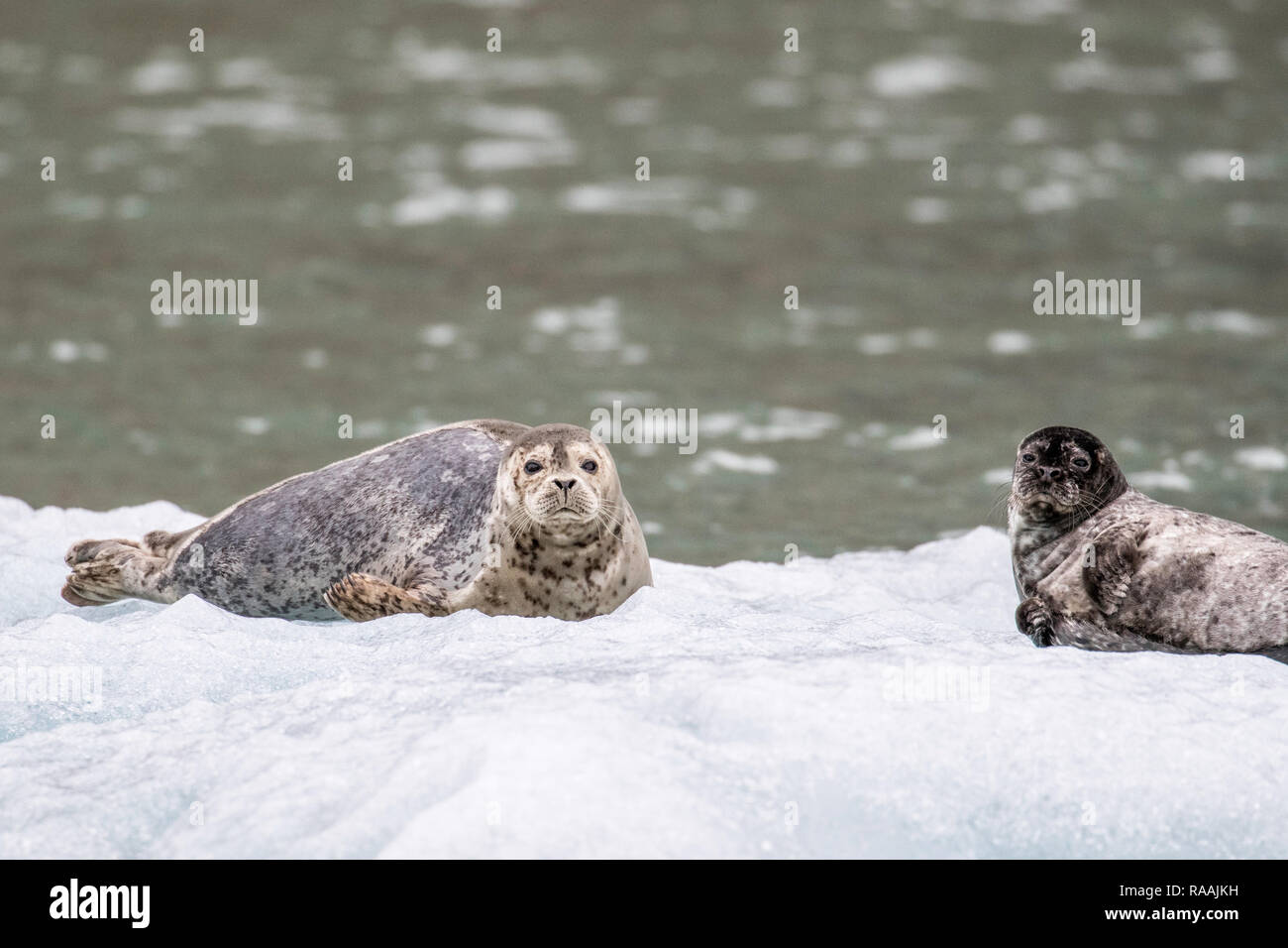 Stephens Passage Alaska Stock Photos & Stephens Passage Alaska Stock ...