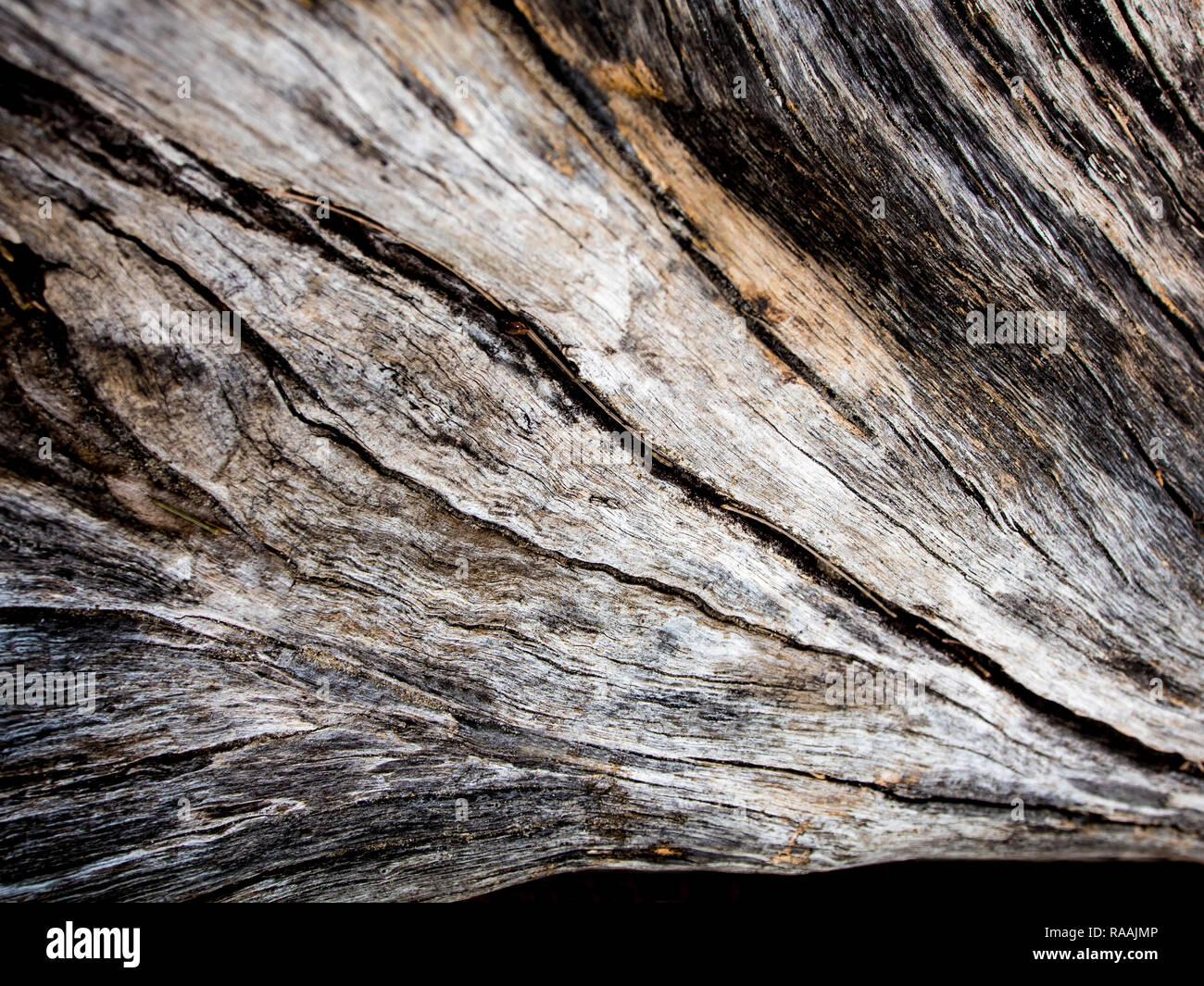 Detail of old stump surface , wood texture Stock Photo - Alamy