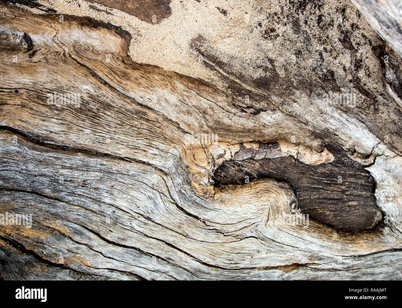 Detail of old stump surface , wood texture Stock Photo - Alamy