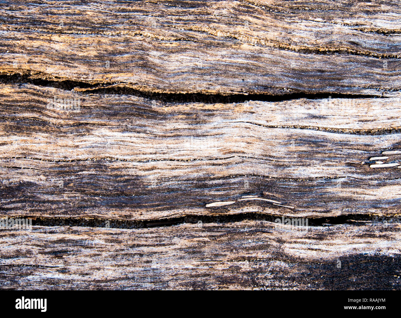 Detail of old stump surface , wood texture Stock Photo - Alamy