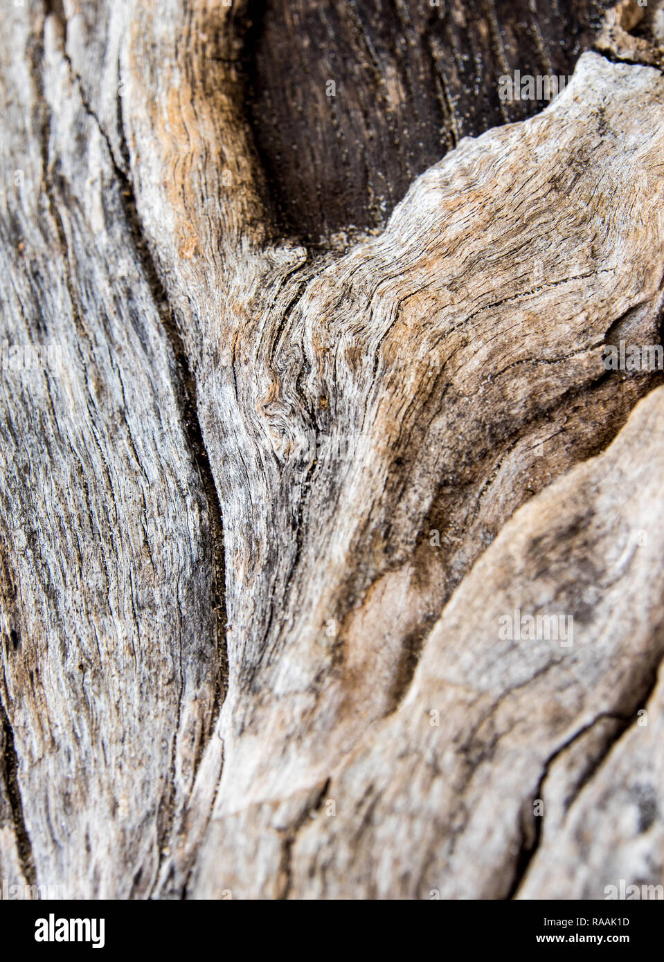 Detail of old stump surface , wood texture Stock Photo - Alamy