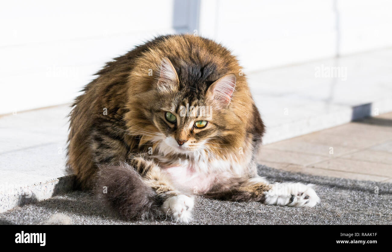 Curious siberian cat of livestock, long haired brown kitten Stock Photo ...