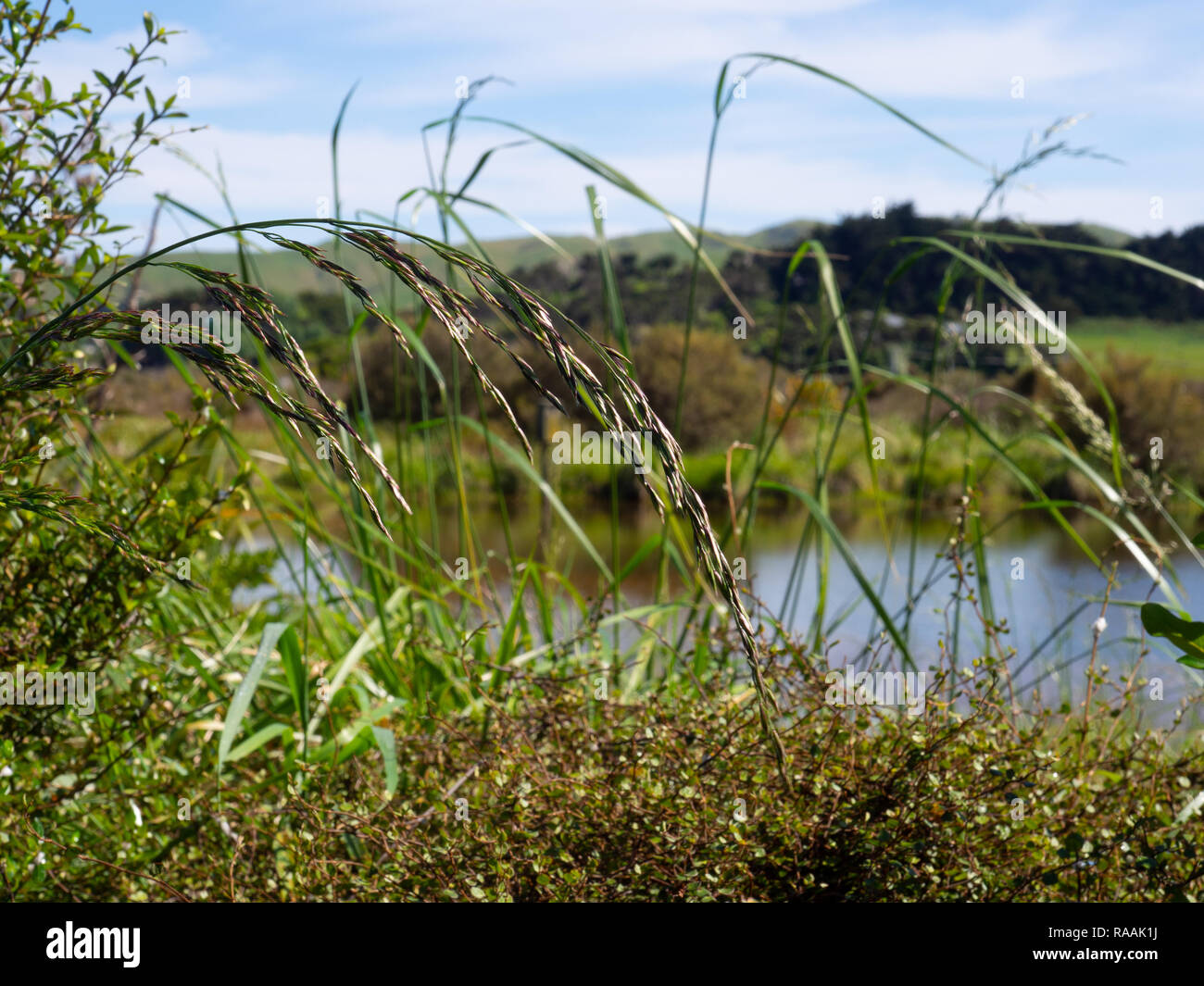 Grasses In A Wildlife Reserve Stock Photo - Alamy