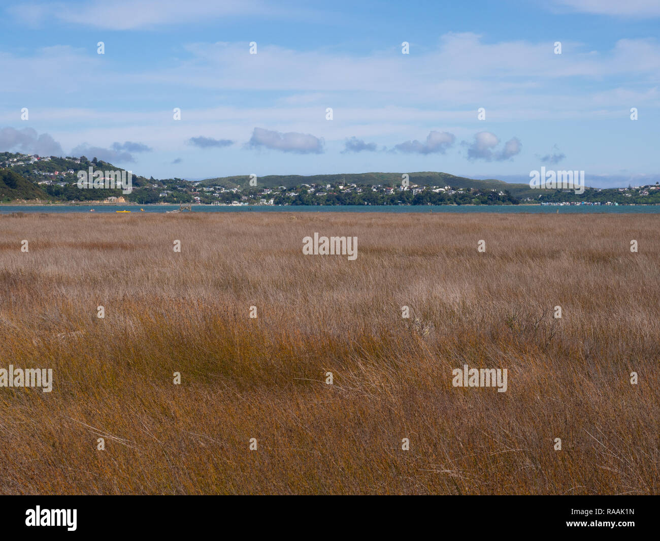 Pauatahanui reserve hi-res stock photography and images - Alamy