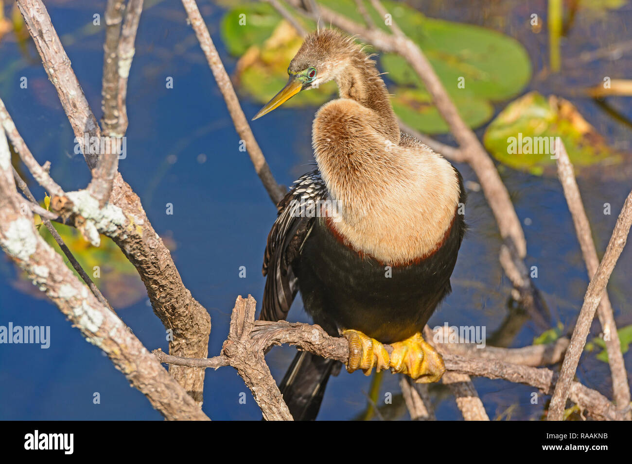 Female anhinga florida hi-res stock photography and images - Alamy
