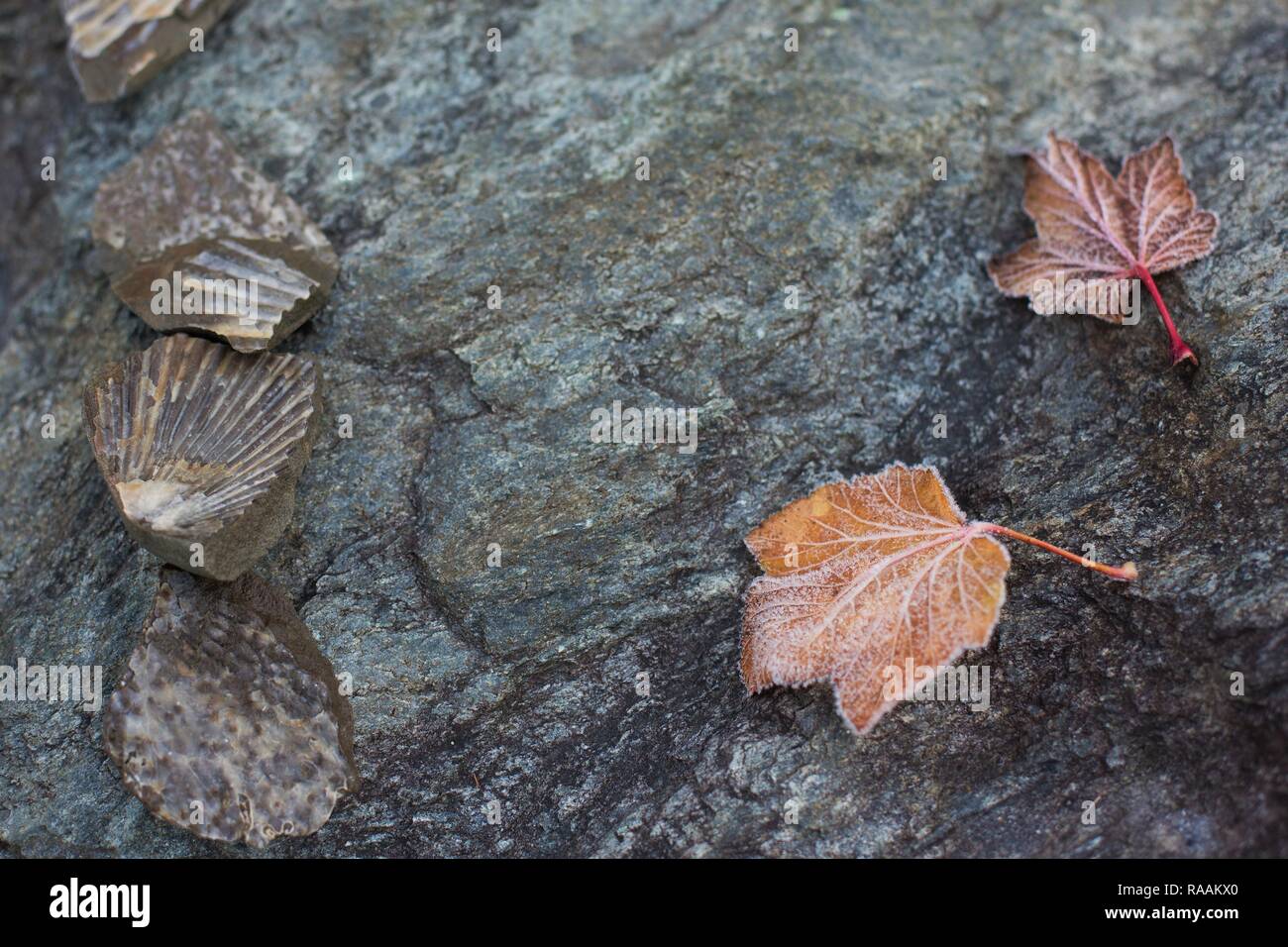 Fossilized shells hi-res stock photography and images - Alamy
