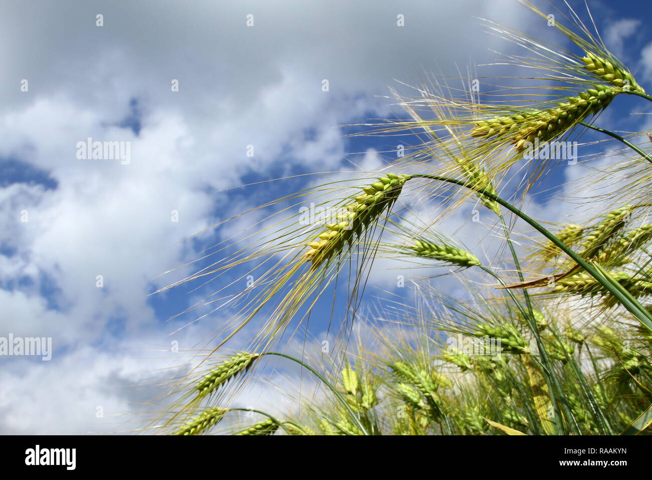 Grain Crop in the UK. Photo taken in month of June showing thriving ...