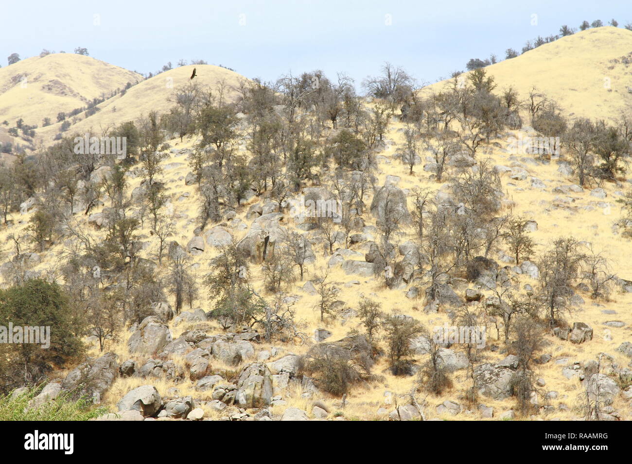 Forest depletion hi-res stock photography and images - Alamy