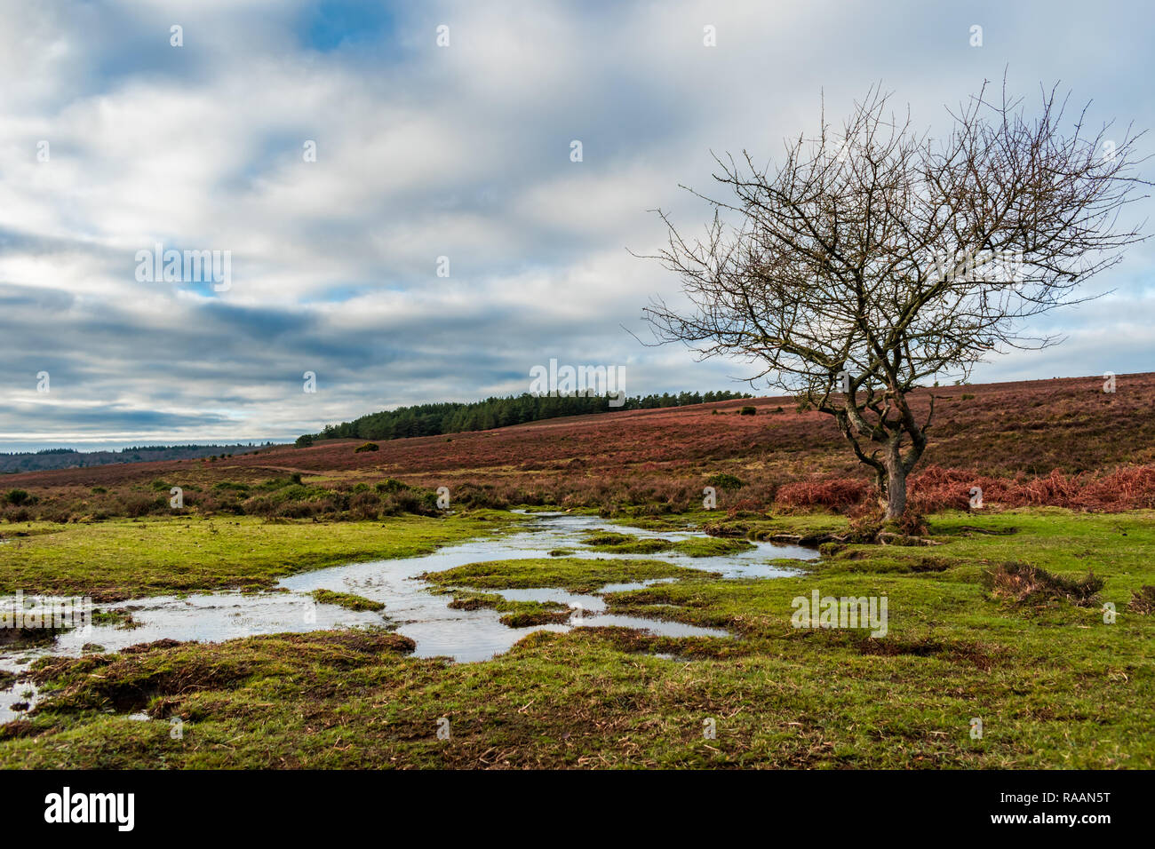 New forest woodland hi-res stock photography and images - Alamy