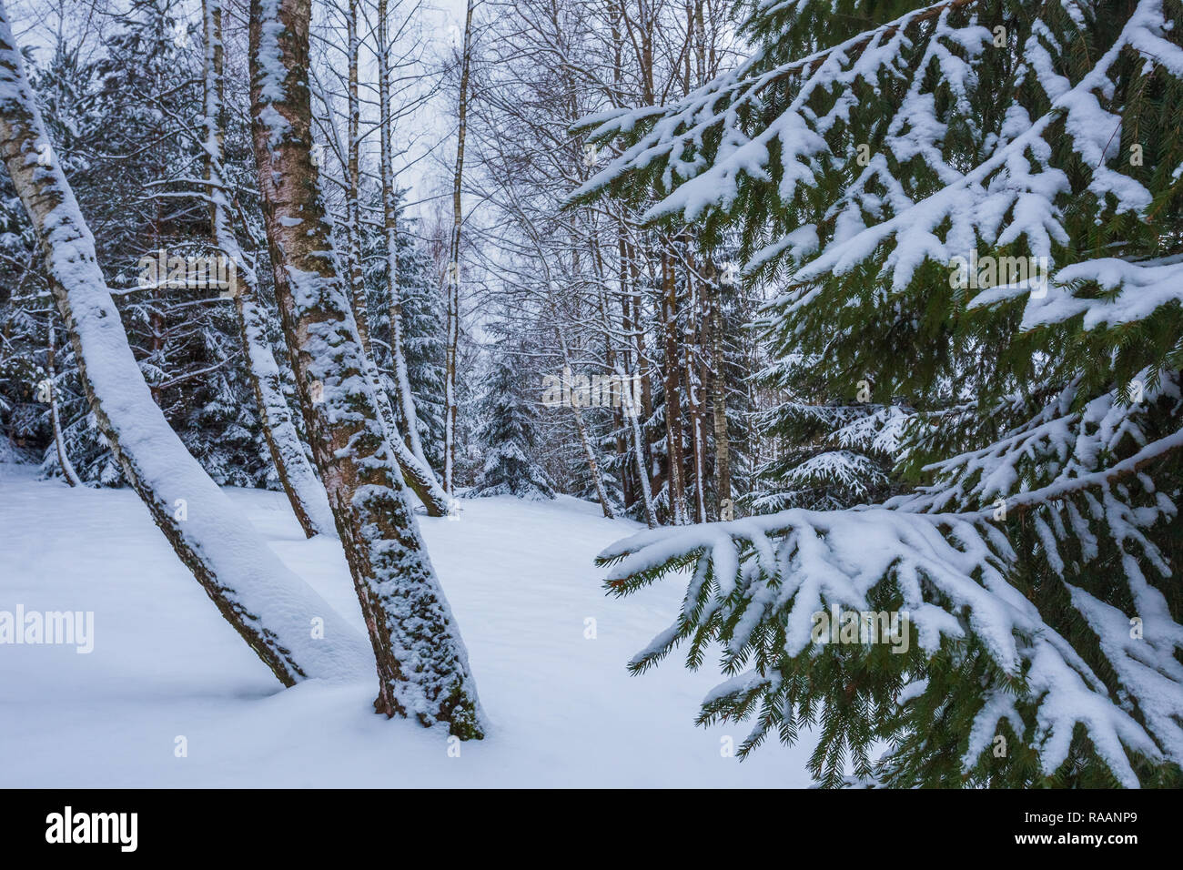 Aerial view of the winter snow covered forest in Lithuania Stock Photo ...