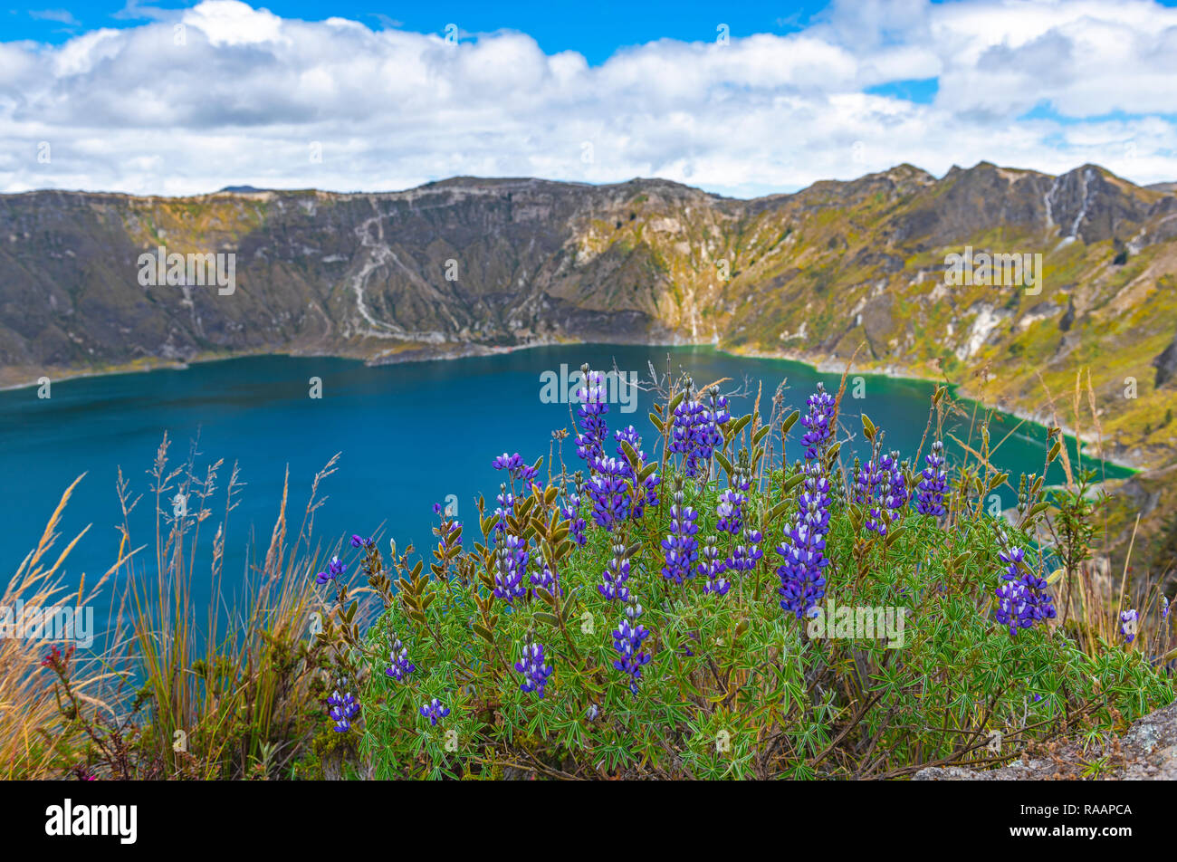 Ecuador flower andes mountain hi-res stock photography and images - Alamy
