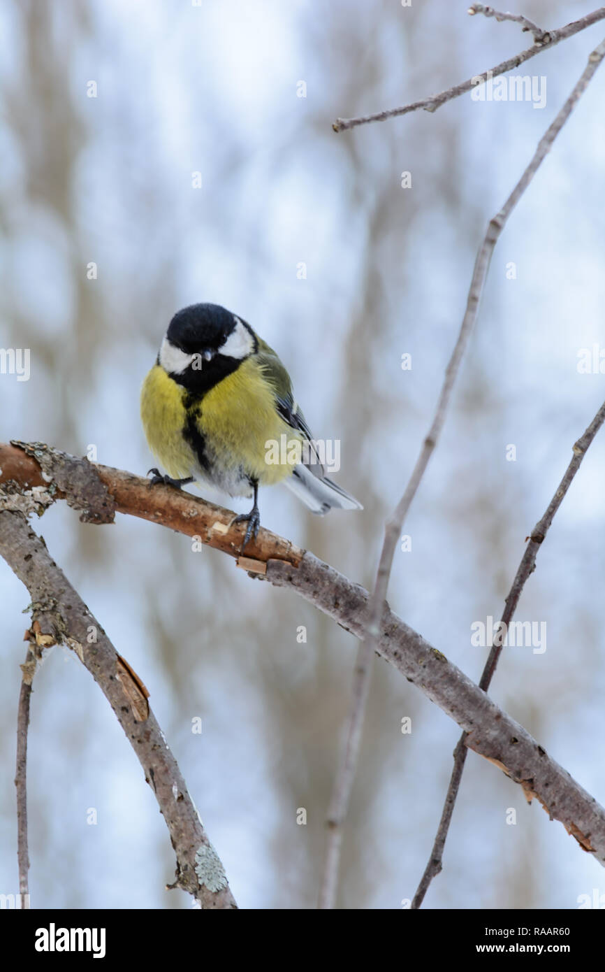 Titmouse sitting on the branch of a bush in winter Stock Photo - Alamy