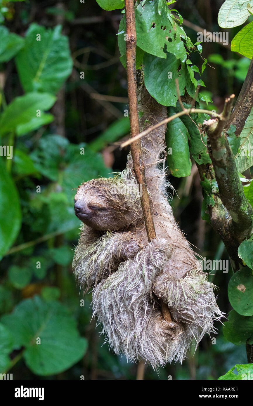 Three-toed sloth in Costa Rica Stock Photo - Alamy