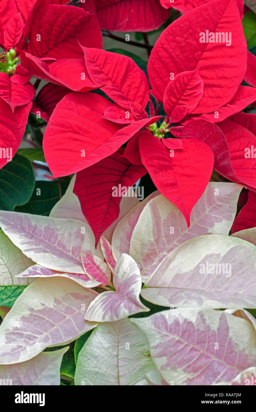 Variegated poinsettia hi-res stock photography and images - Alamy