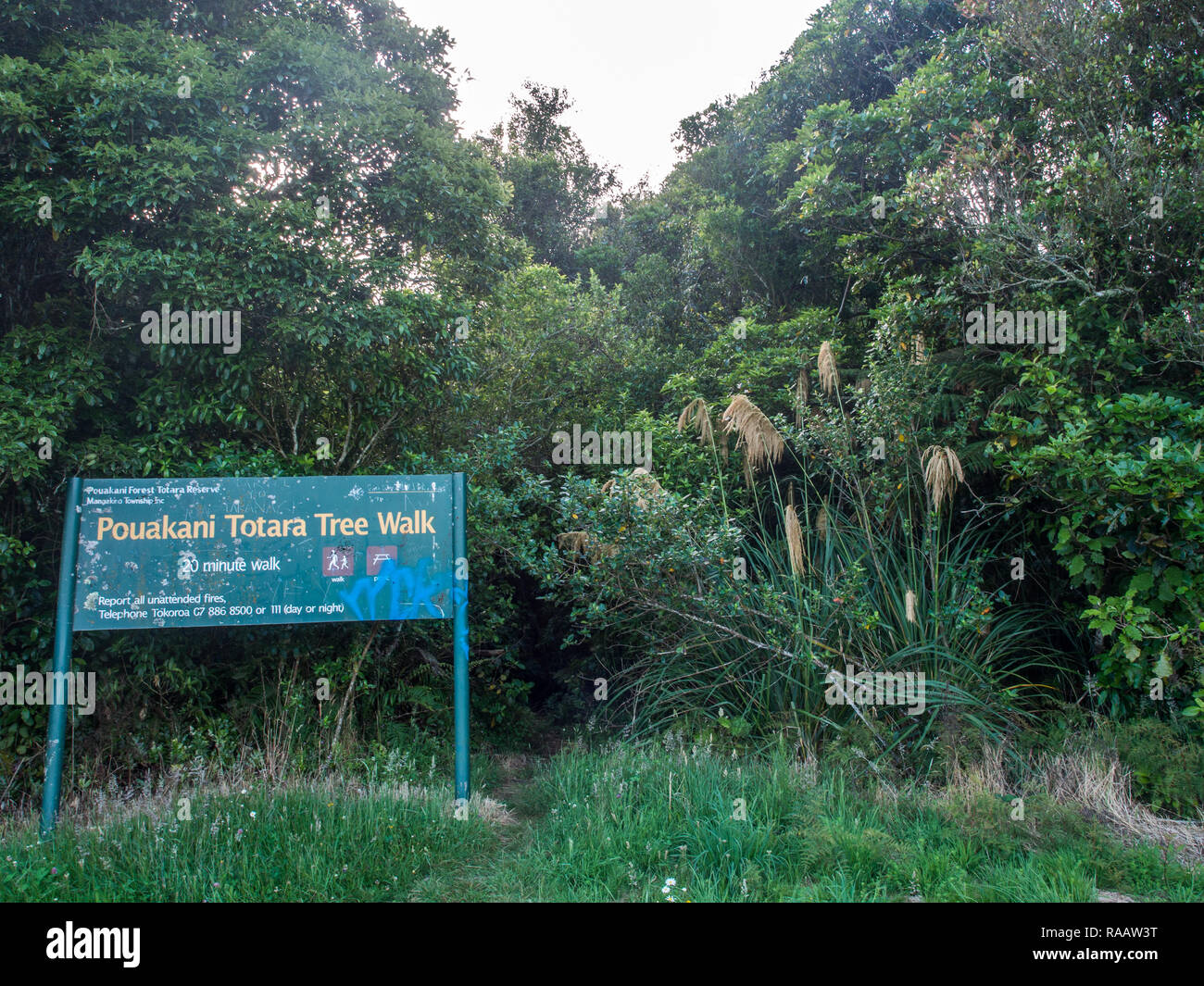 Poukani, the largest remaining totara tree, 1000 years old, 3.9m ...