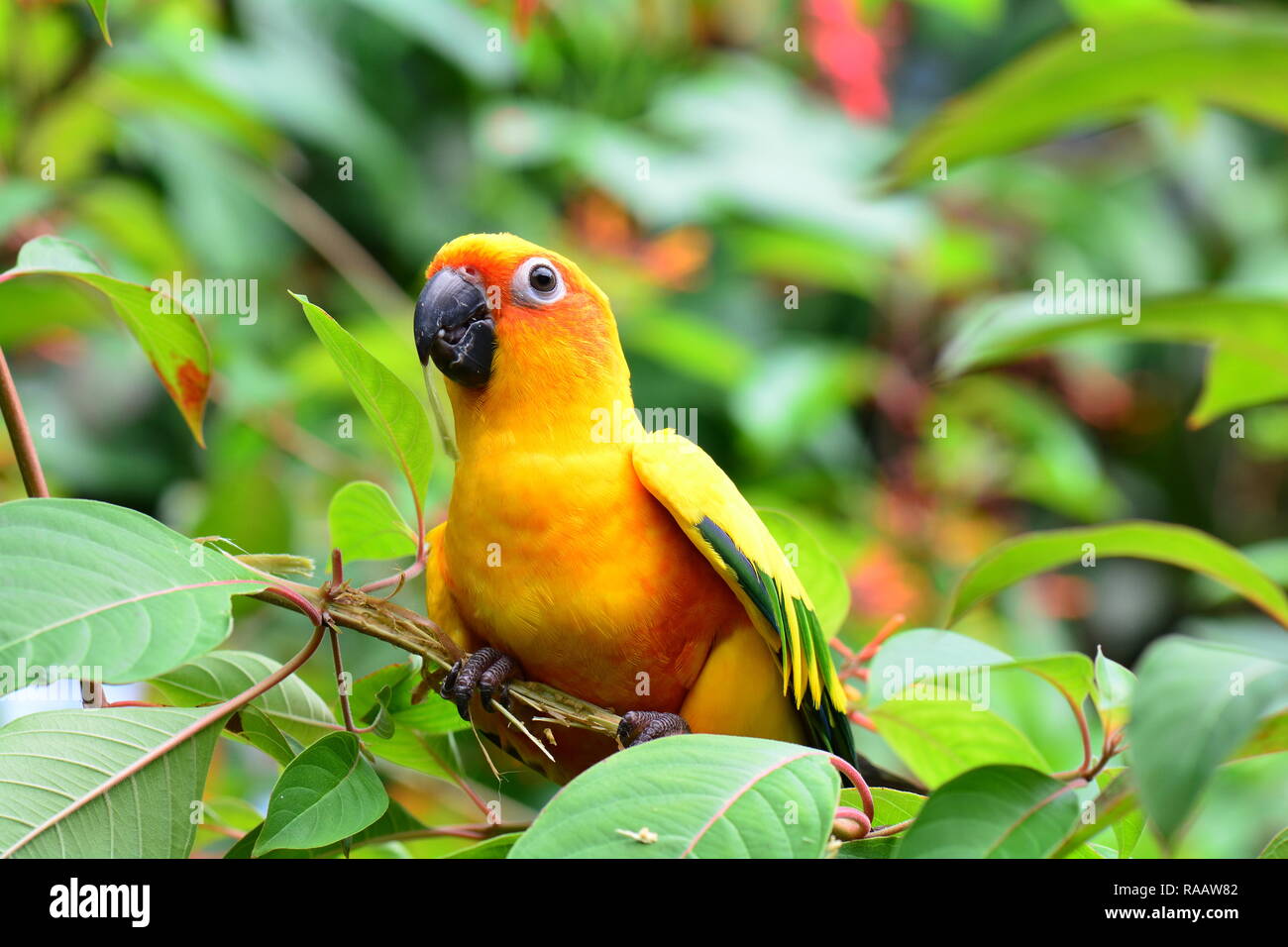 A pretty sun conure poses for its portrait in the gardens Stock Photo ...