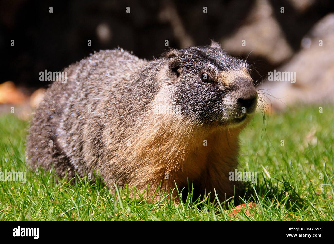 Species portraits hi-res stock photography and images - Alamy