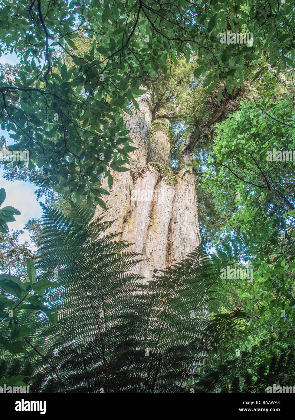 Totara tree hi-res stock photography and images - Alamy