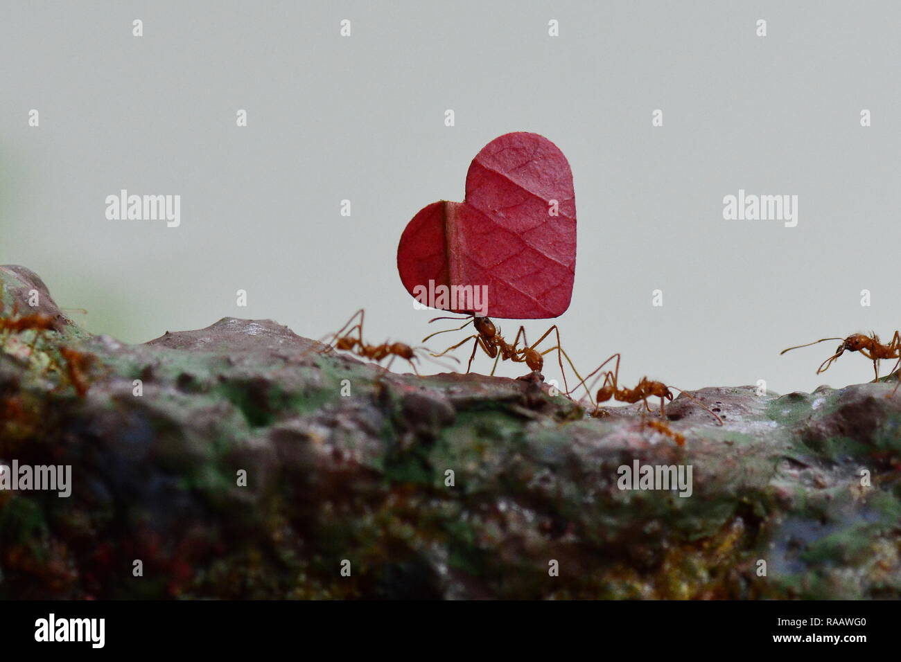 Leaf cutter ants hard at work Stock Photo - Alamy