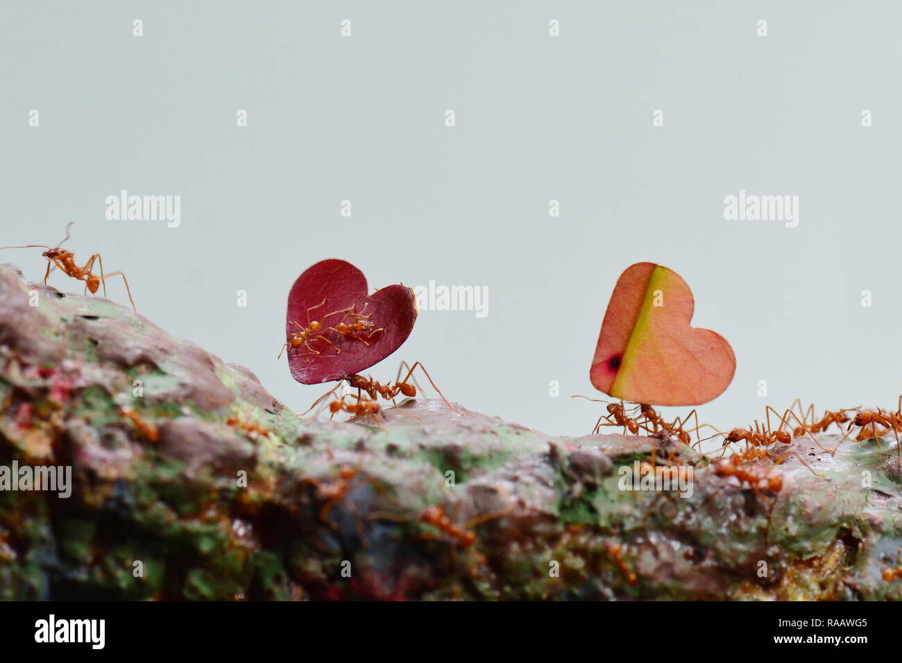 Hard working ants hi-res stock photography and images - Alamy