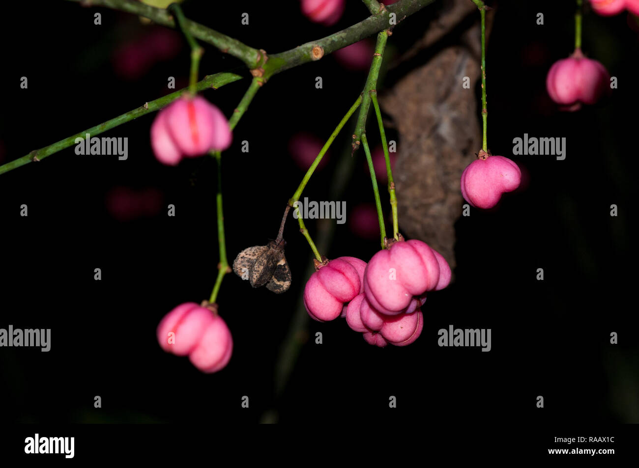 European spindle, spindle, Euonymus europaeus, fruit and seed ...