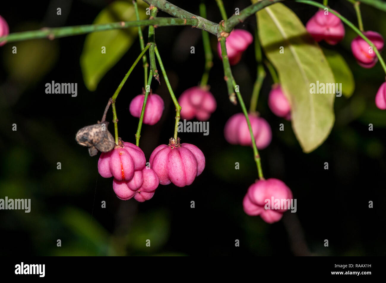 European spindle, spindle, Euonymus europaeus, fruit and seed ...
