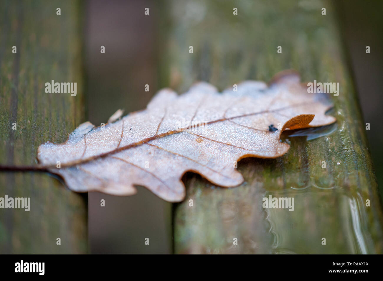 Close up dry leaf hi-res stock photography and images - Alamy
