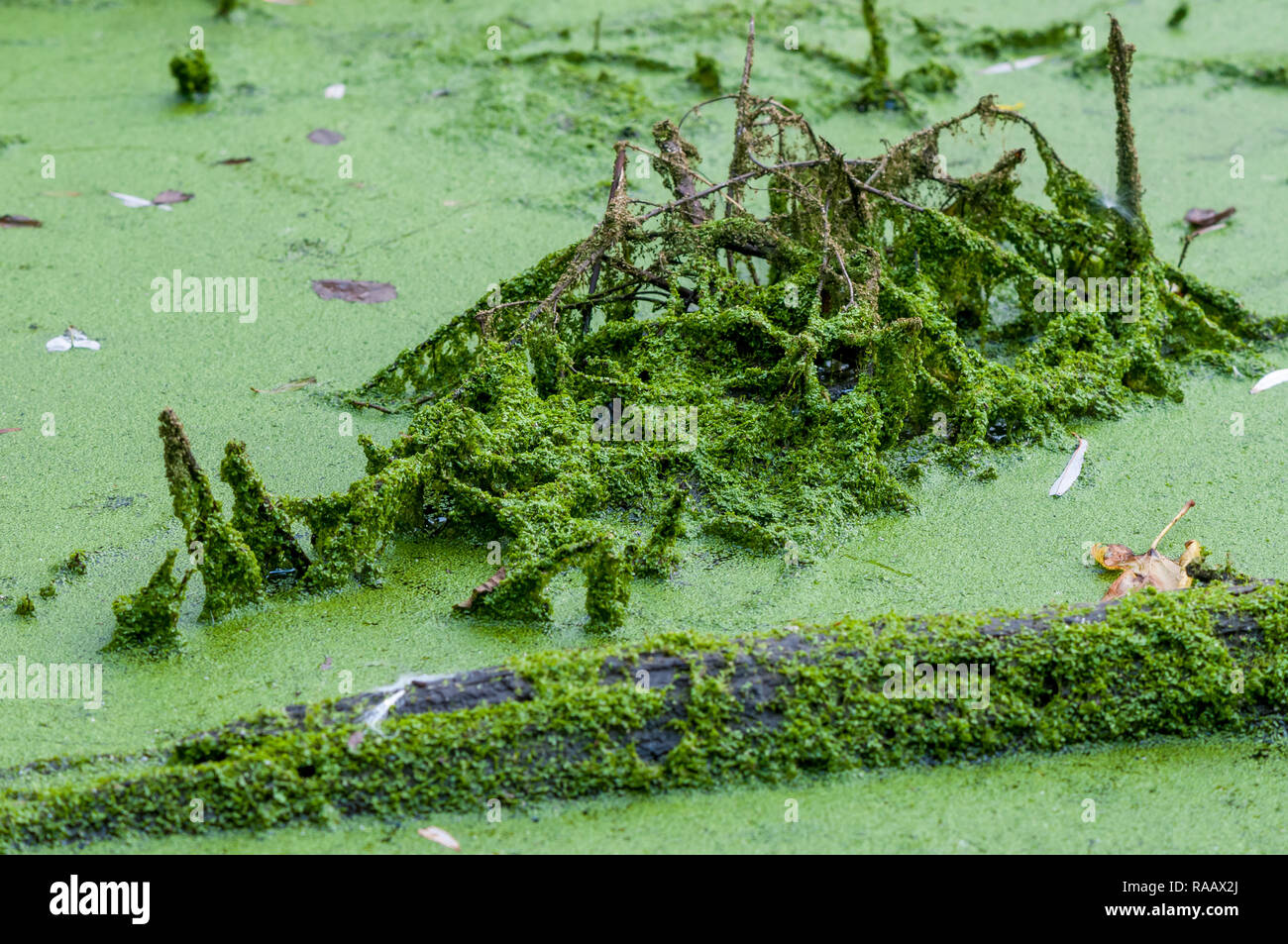 branches with moss in a pond Stock Photo - Alamy