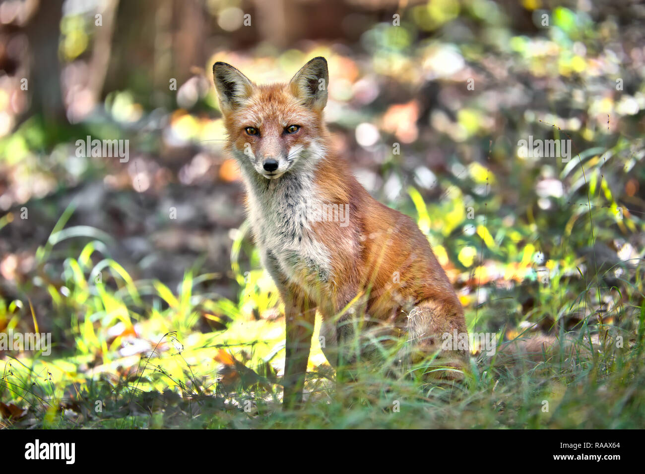 Red fox animal portrait in forest hi-res stock photography and images ...