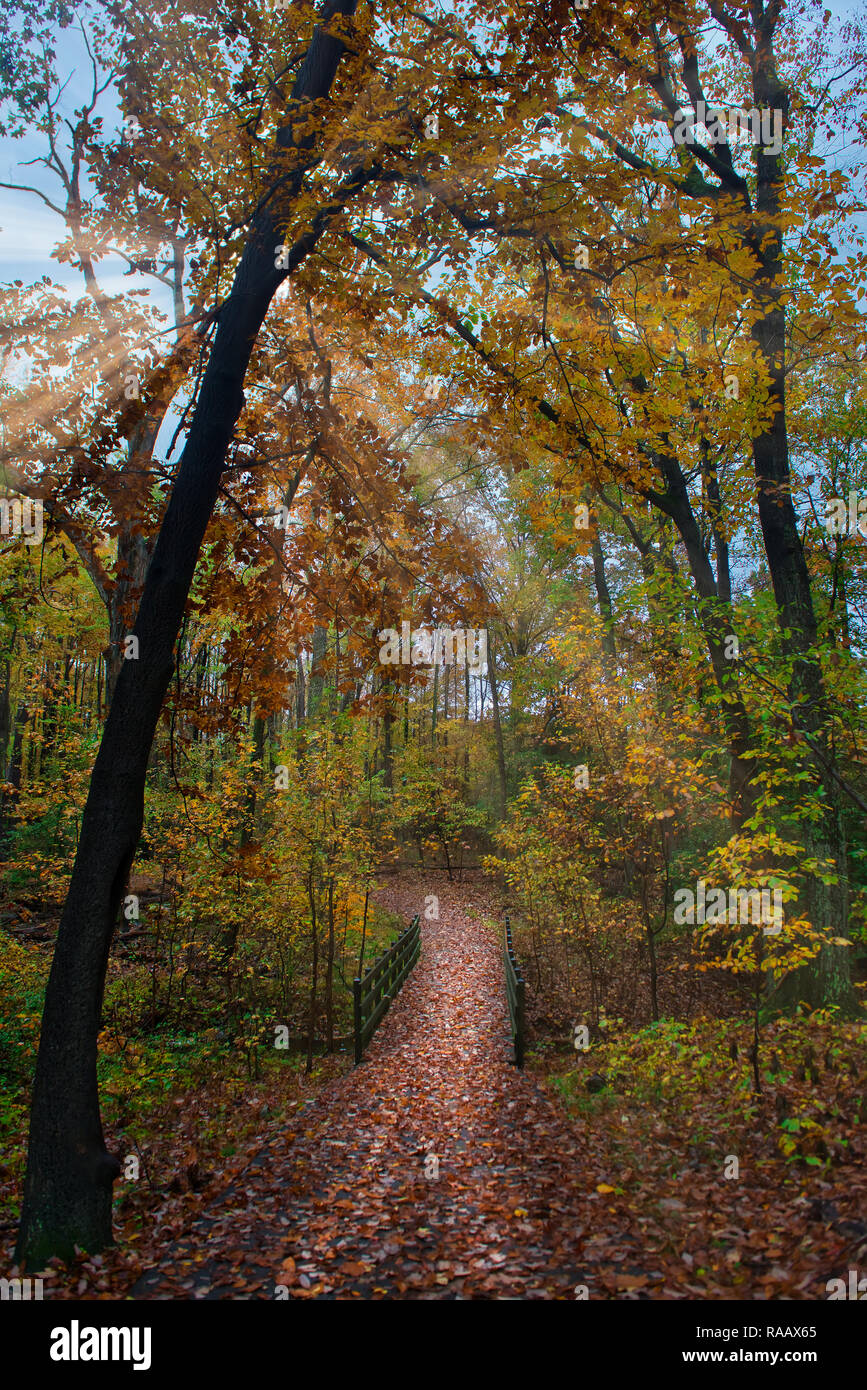 Sun rays through the trees illuminate a wooden walking bridge in a ...