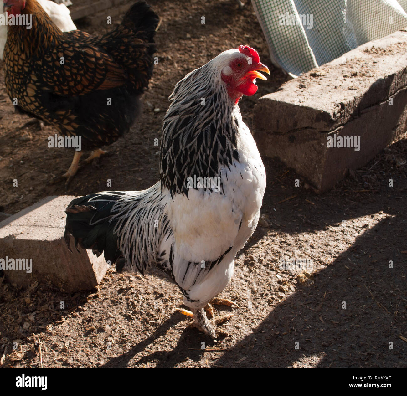 Little red rooster hi-res stock photography and images - Alamy