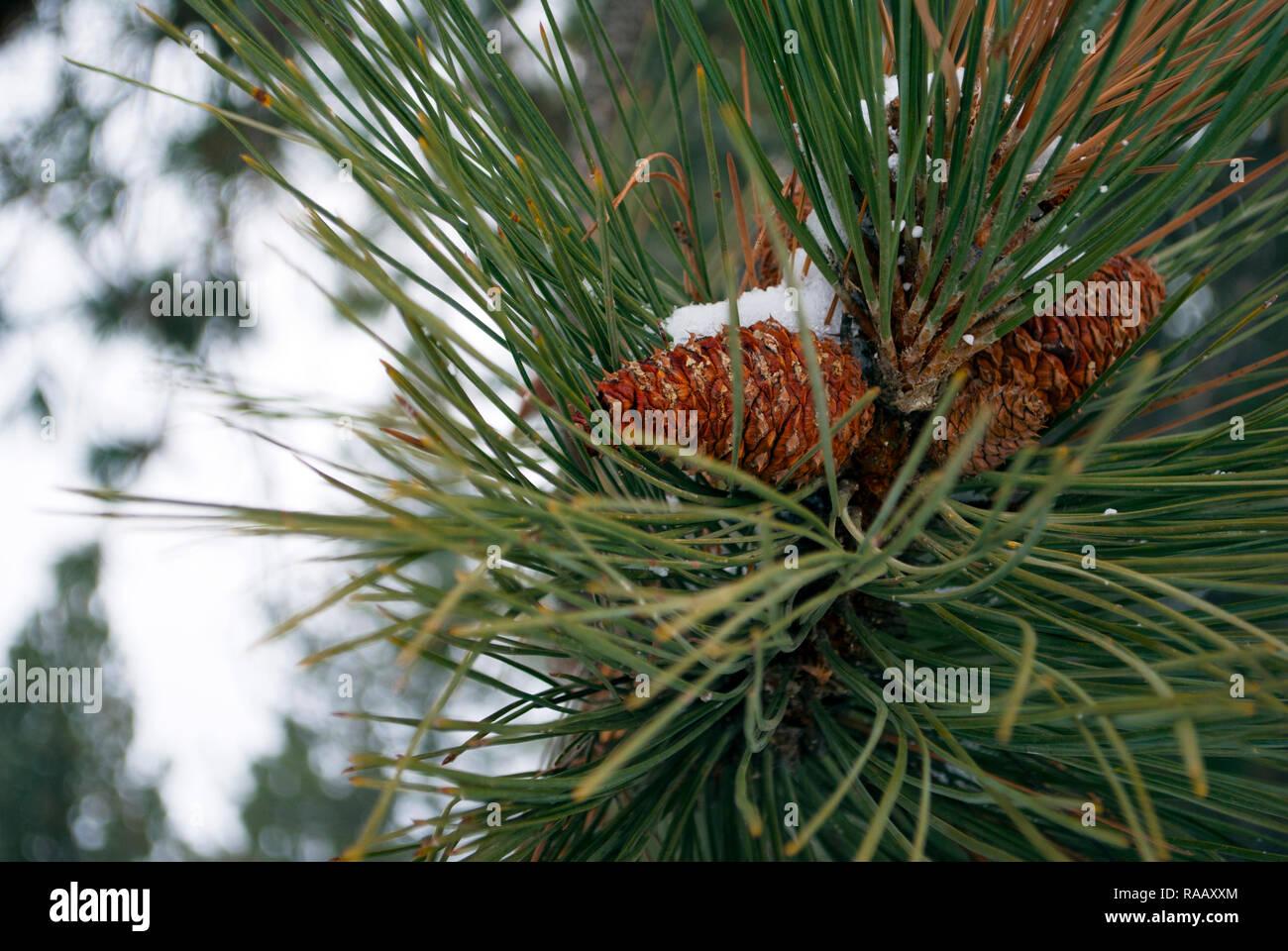 Attached to branch hi-res stock photography and images - Alamy