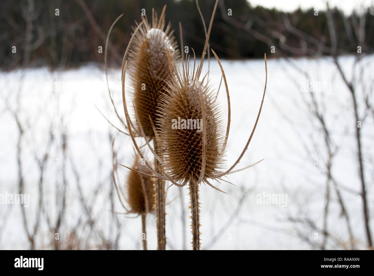 Spear thistle covered with snow overlooking the frozen lake Stock Photo ...