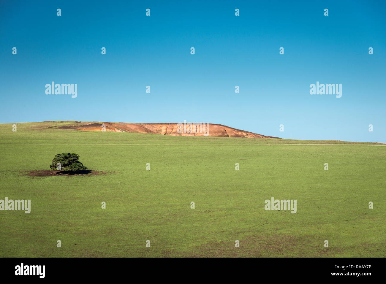 Lone tree in a field with a large blue sky and cliff face visible Stock ...